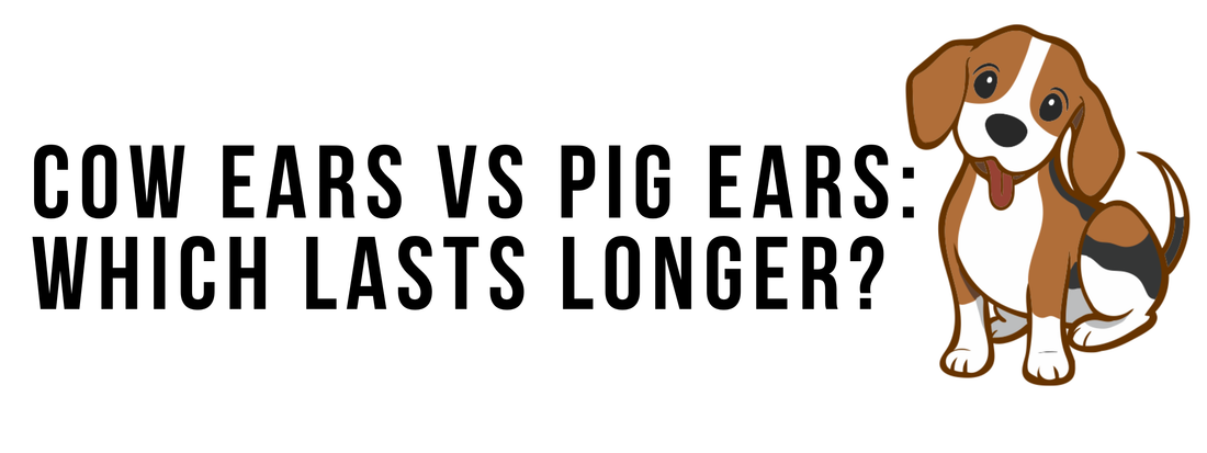 Cow Ears vs Pig Ears: Which Lasts Longer?